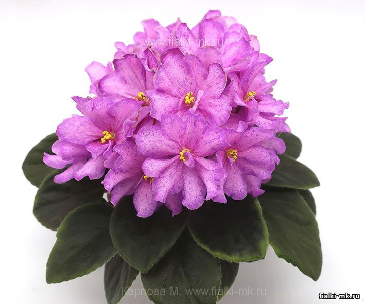 Изображения Фиалка Rob's Zipper Zapper спорт купить в интернет-магазине ...